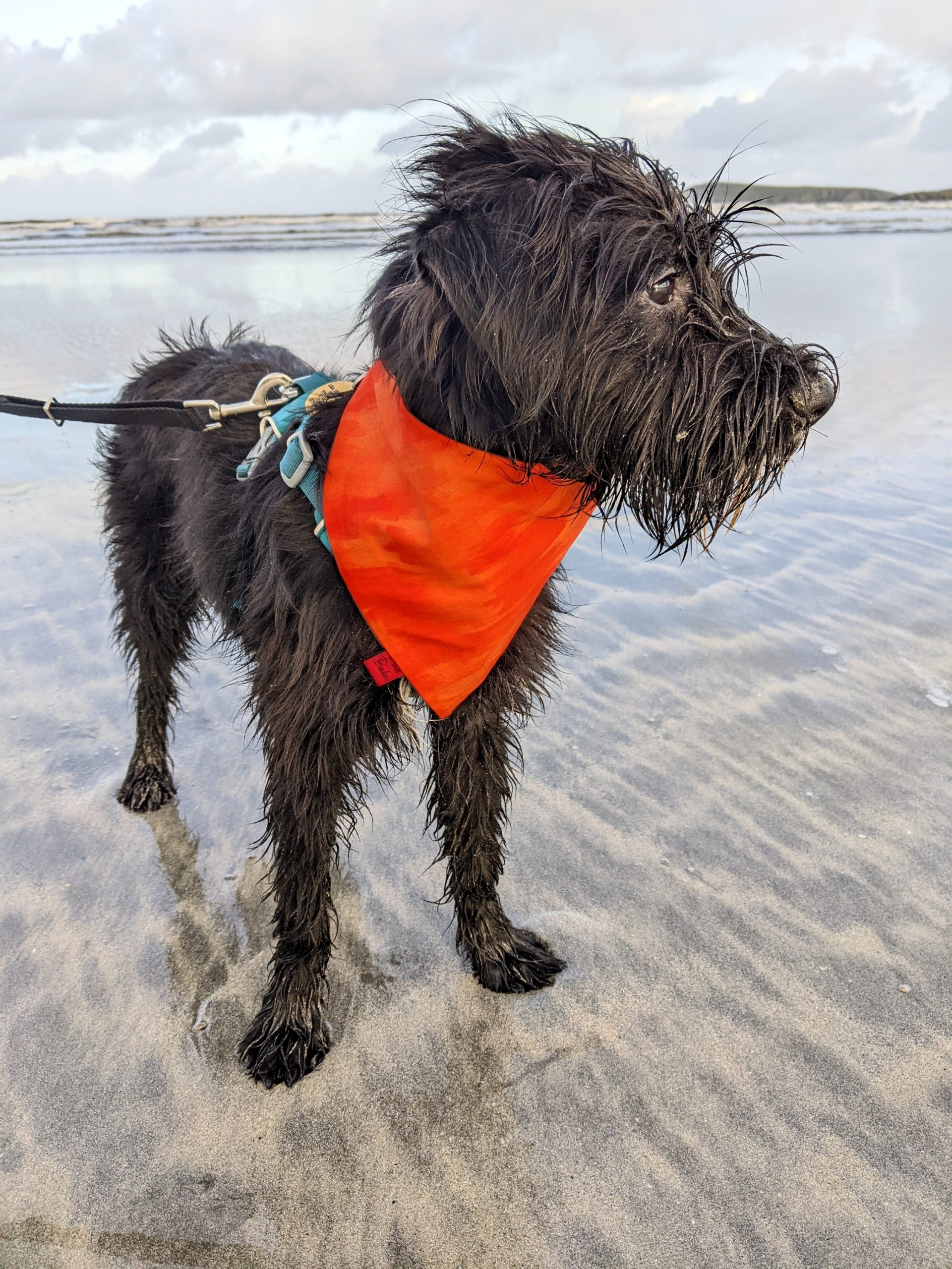 Mobile phone photography beach walk – Poppit – Whats On Cardigan Bay